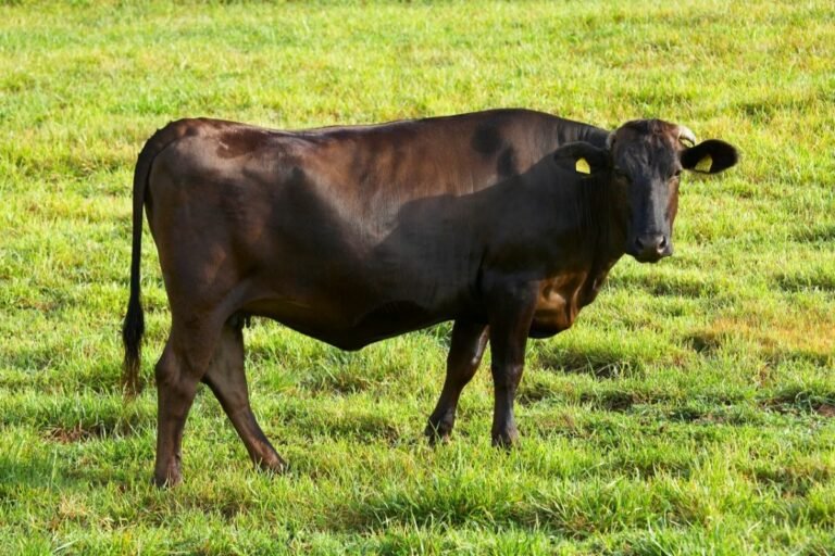 How Is Wagyu Beef Raised? - Why So Japan